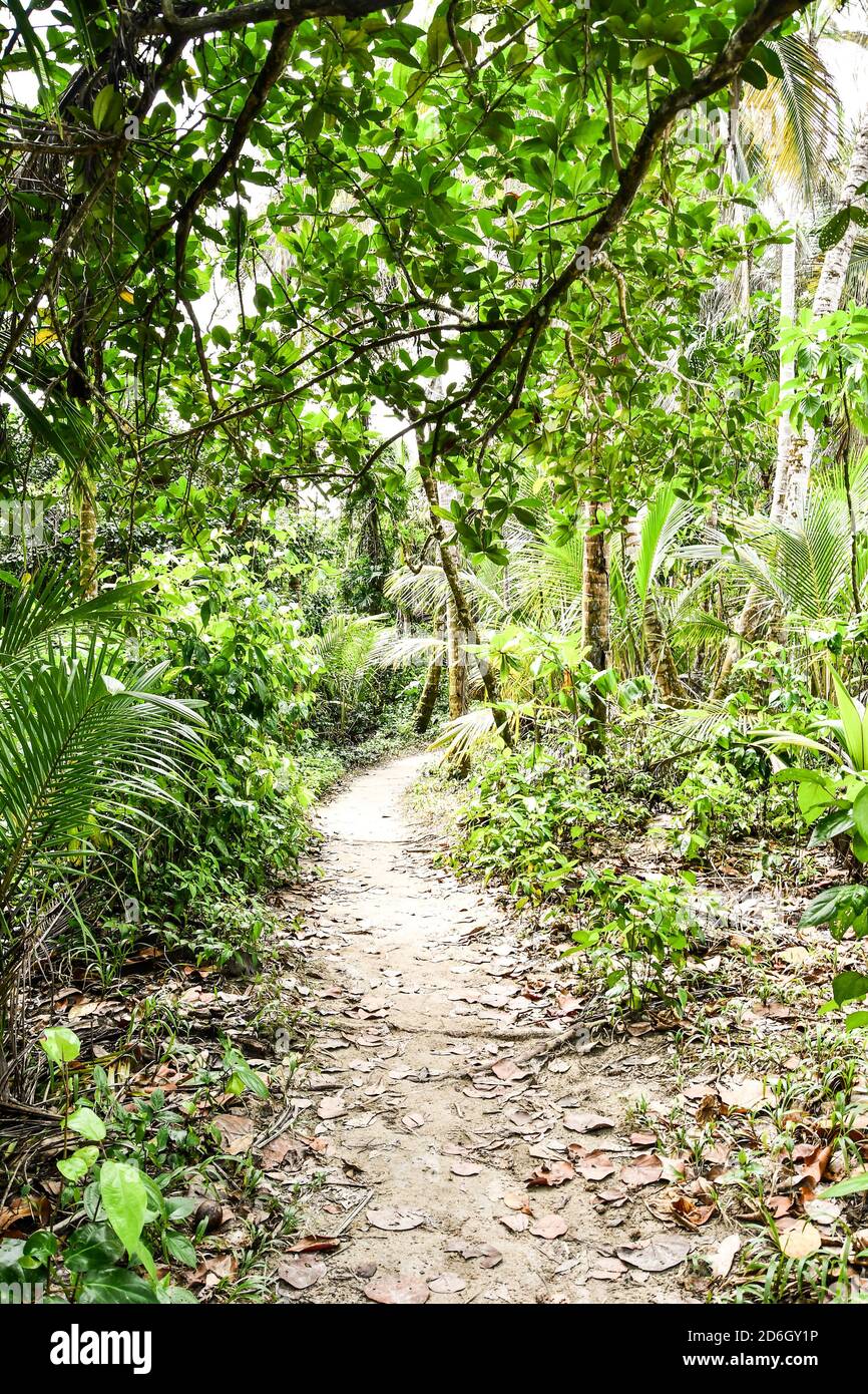 tree in forest, photo as a background Stock Photo - Alamy