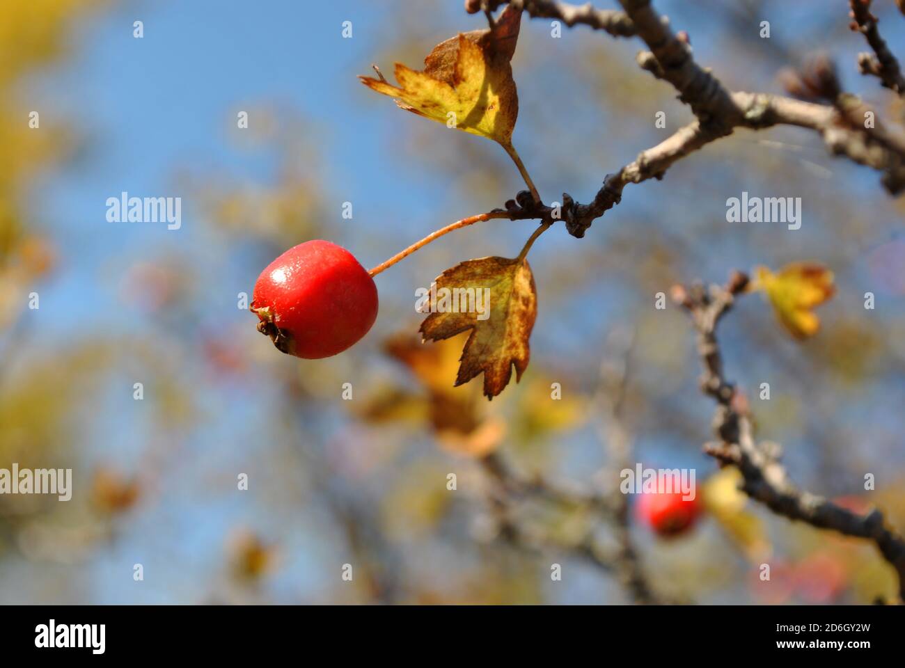 Crataegus (hawthorn, quickthorn, thornapple, May tree, whitethorn ...