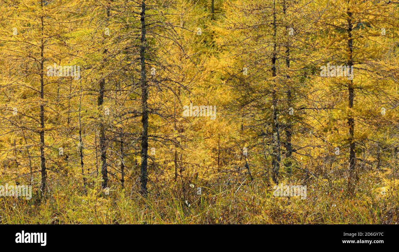 Tamarack trees hi-res stock photography and images - Alamy