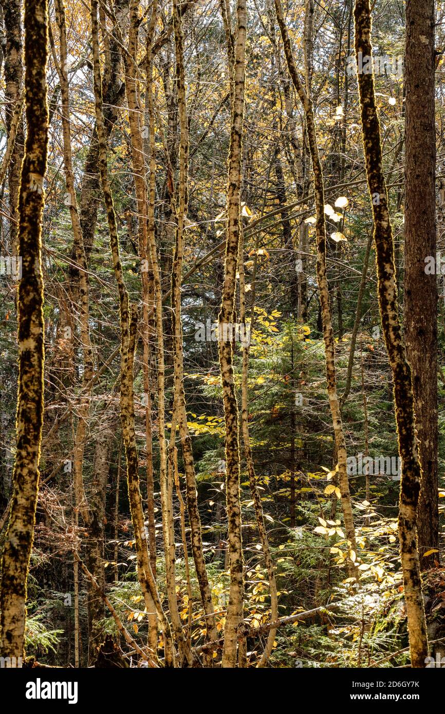 Birch Trees, Baxter State Park, Maine Stock Photo - Alamy