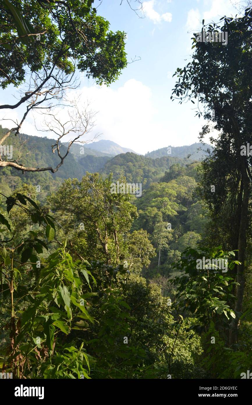 wonderfull rain forest tropis central java ungaran mount indonesia ...