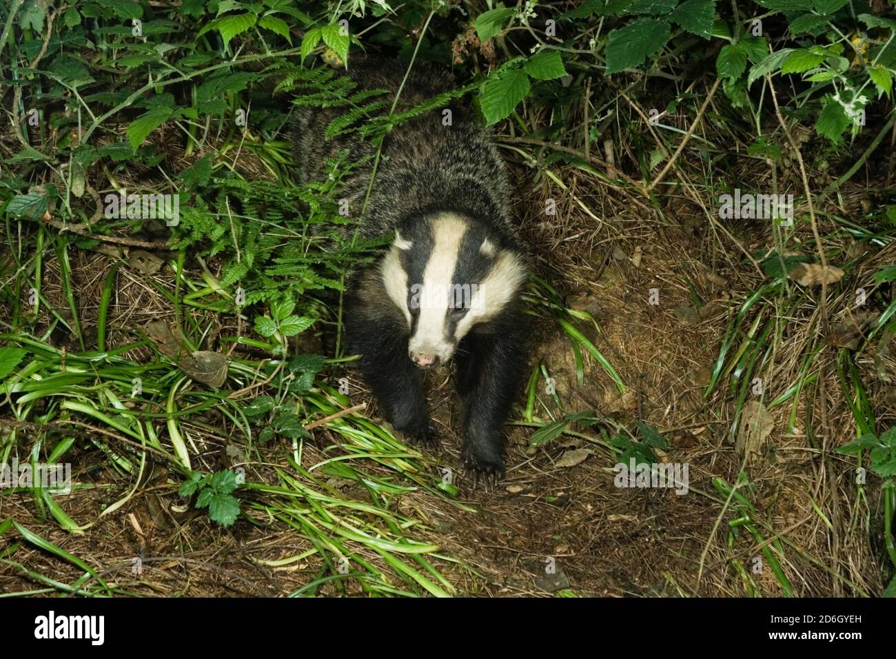 Female badger hi-res stock photography and images - Alamy