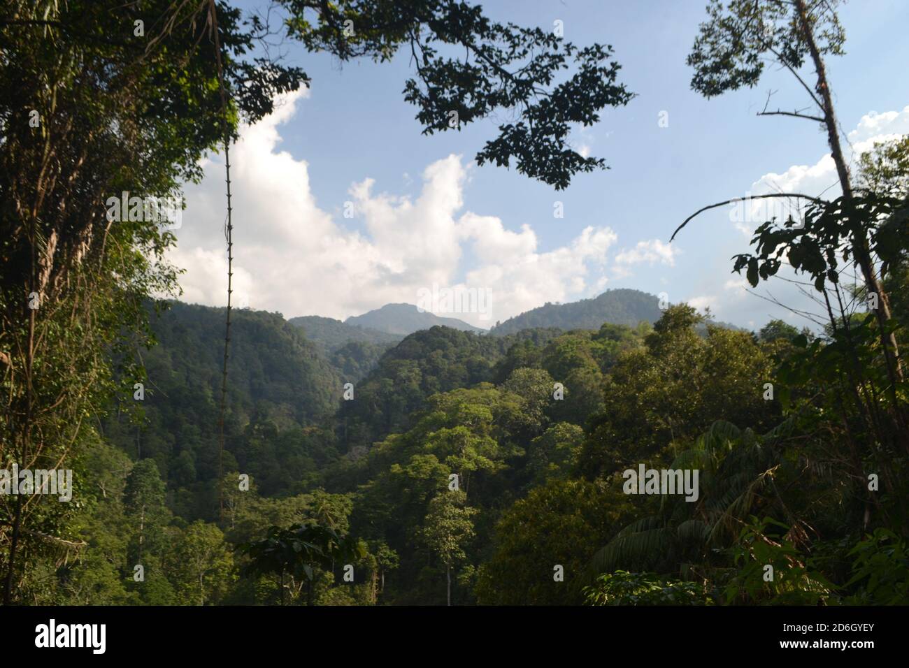 wonderfull rain forest tropis central java ungaran mount indonesia ...