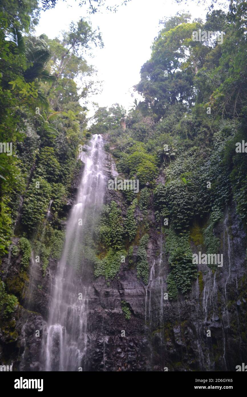 wonderfull rain forest tropis central java ungaran mount indonesia ...