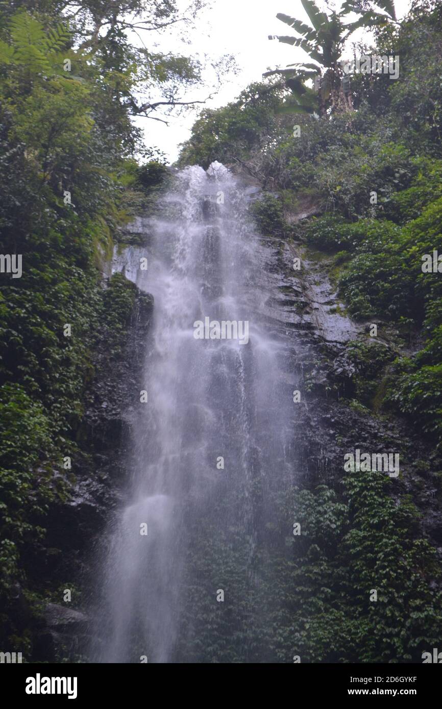 wonderfull rain forest tropis central java ungaran mount indonesia ...