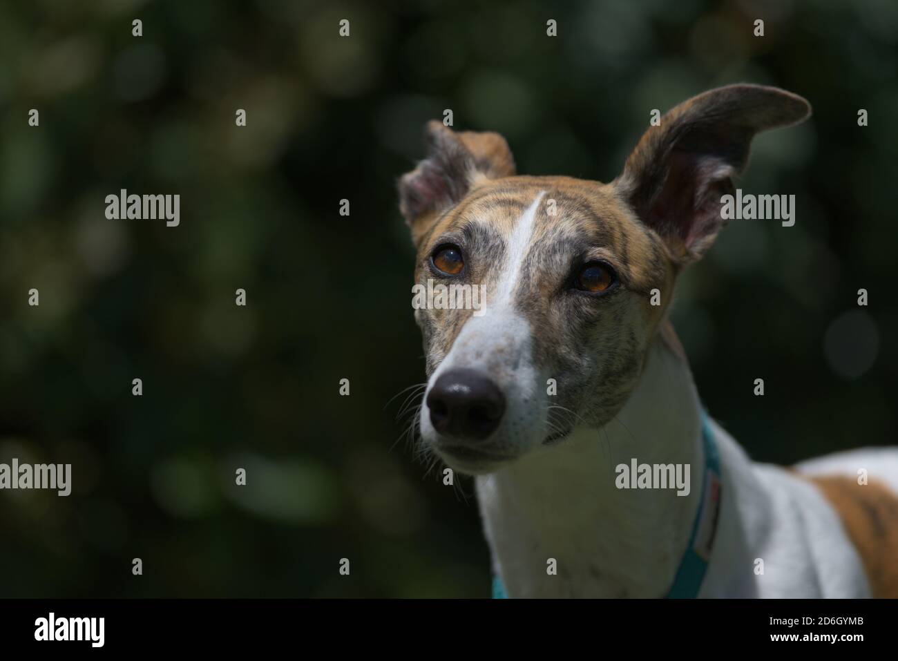 Brindle greyhound hi-res stock photography and images - Alamy
