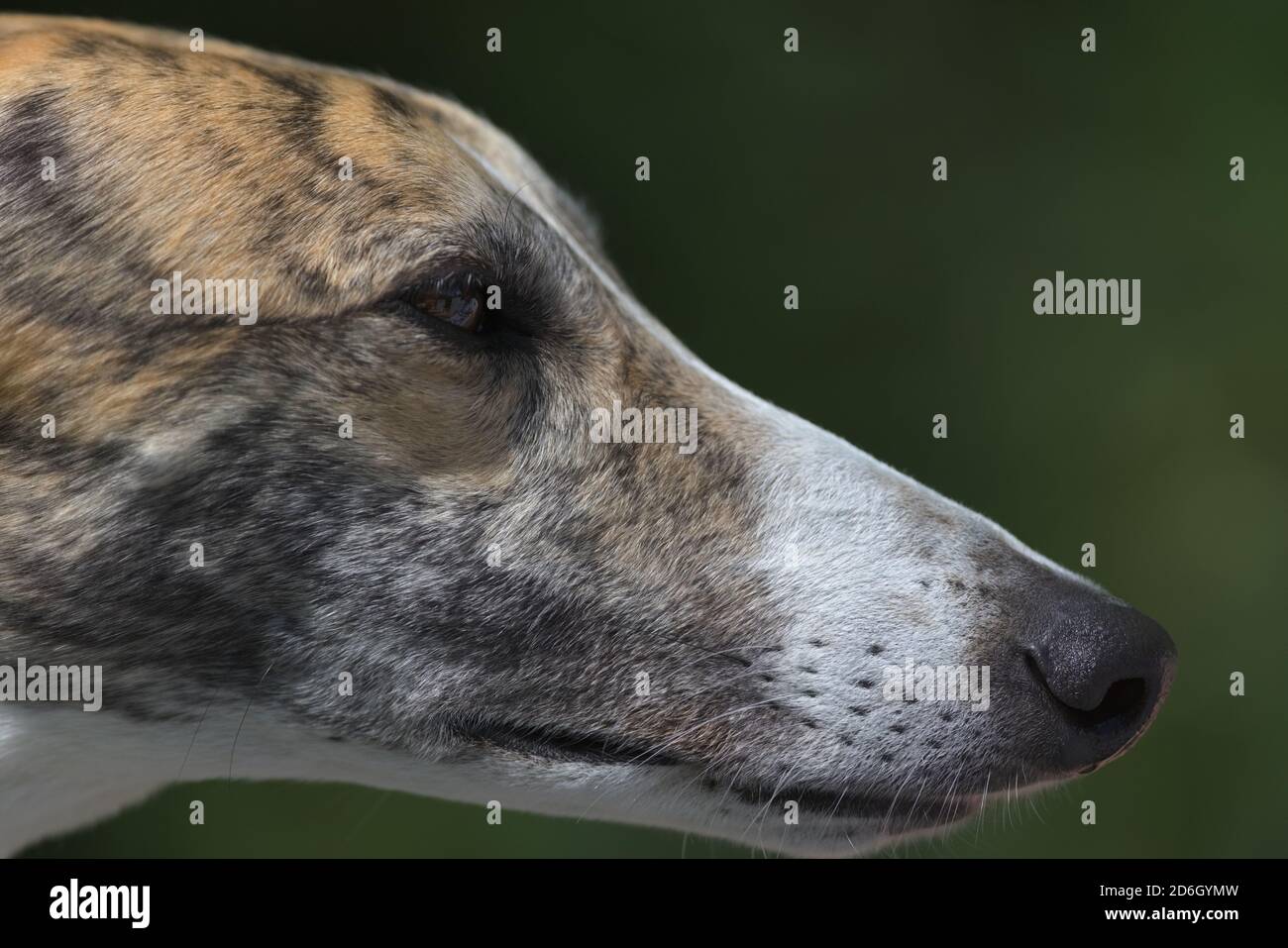Portrait Dog Head Profile Greyhound High Resolution Stock Photography ...