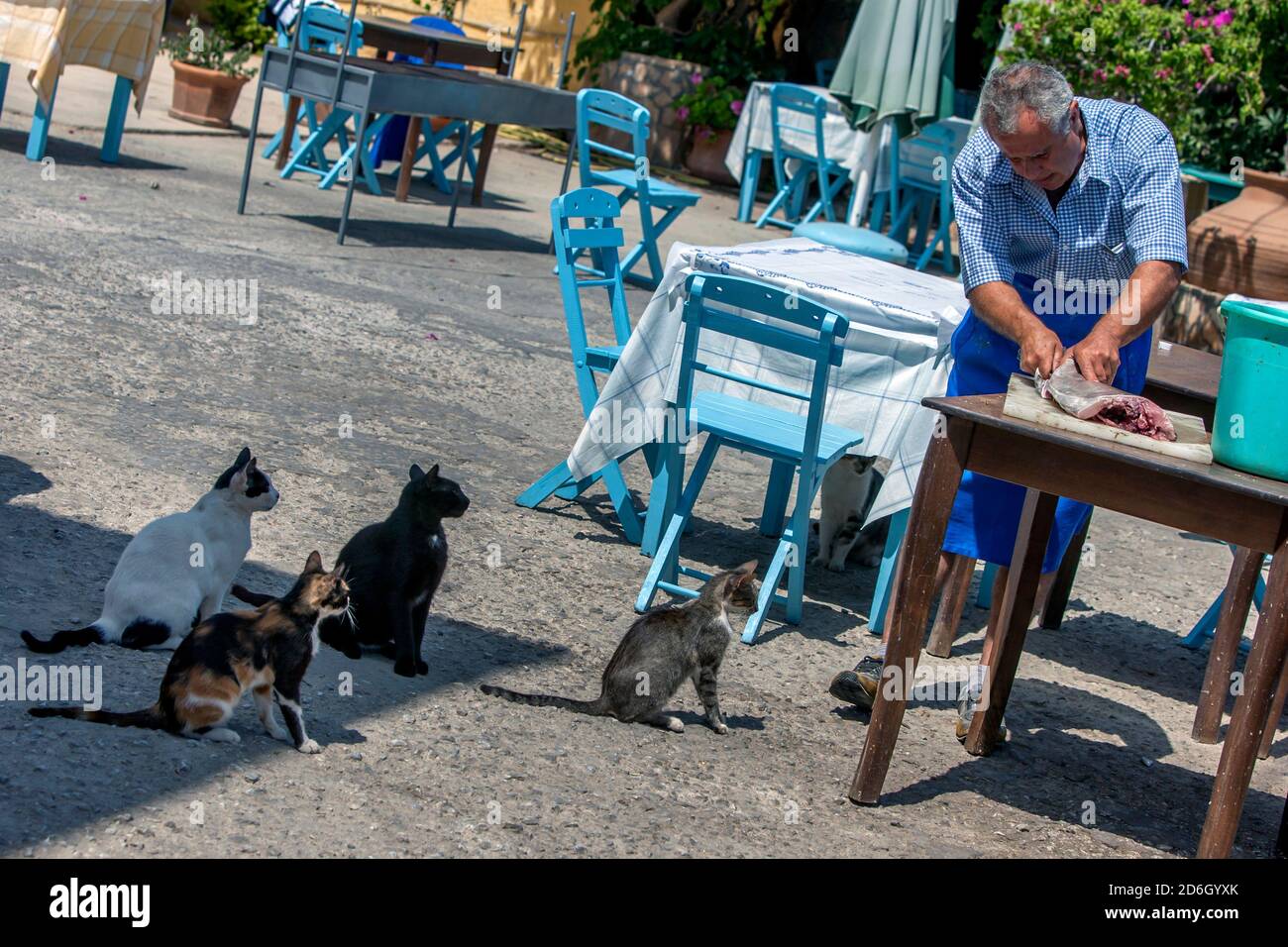 A fishmonger fillets a fish in front of an interested crowd of cats on ...