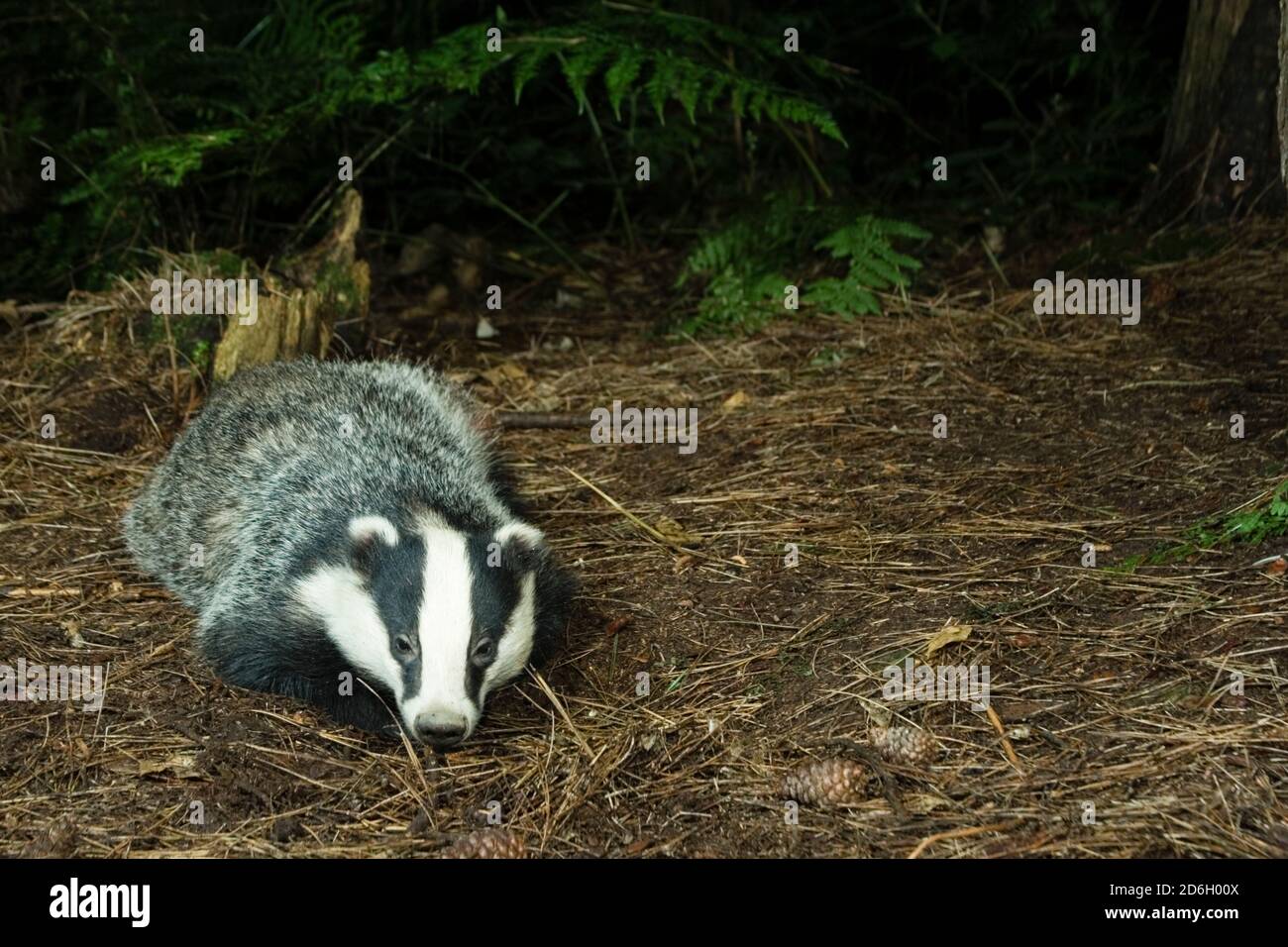 Wild Male Badger (Meles meles) resting on the ground. Hemsted Forest ...