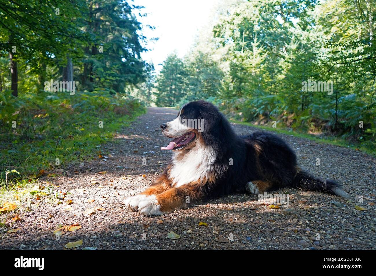 Large Bernese Mountain Dog lying on the footpath in the forest Stock ...