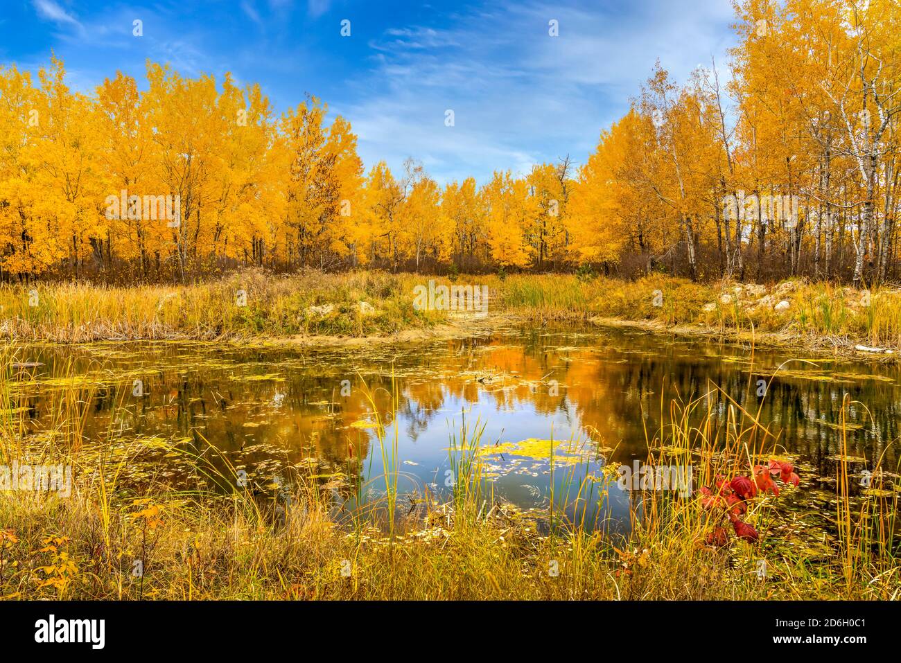 Foliage water hi-res stock photography and images - Alamy