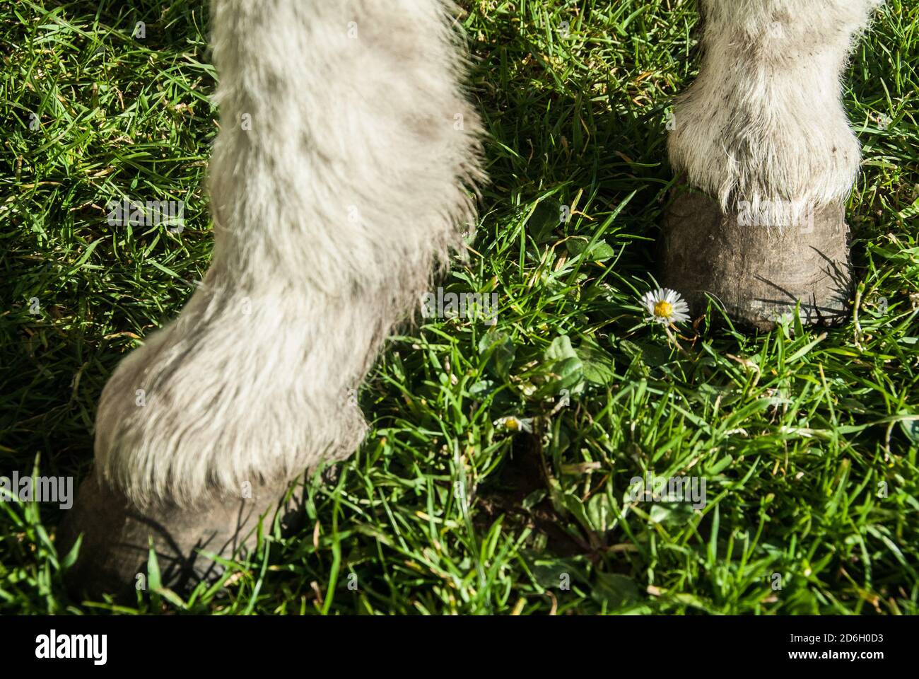 close up of donkeys front legs on grass with a daisy Stock Photo - Alamy