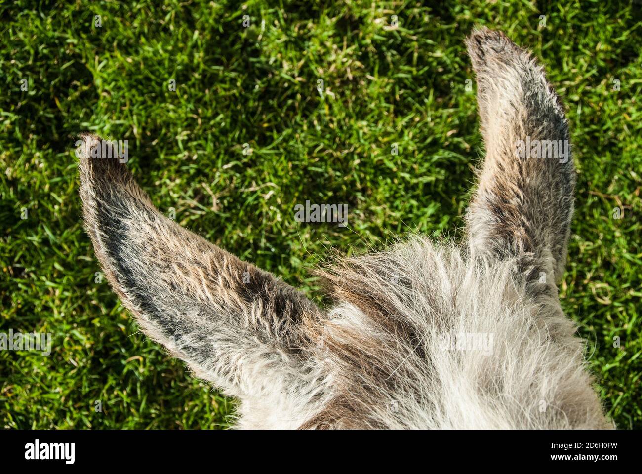 Ears of a donkey taken from above with grass background Stock Photo - Alamy