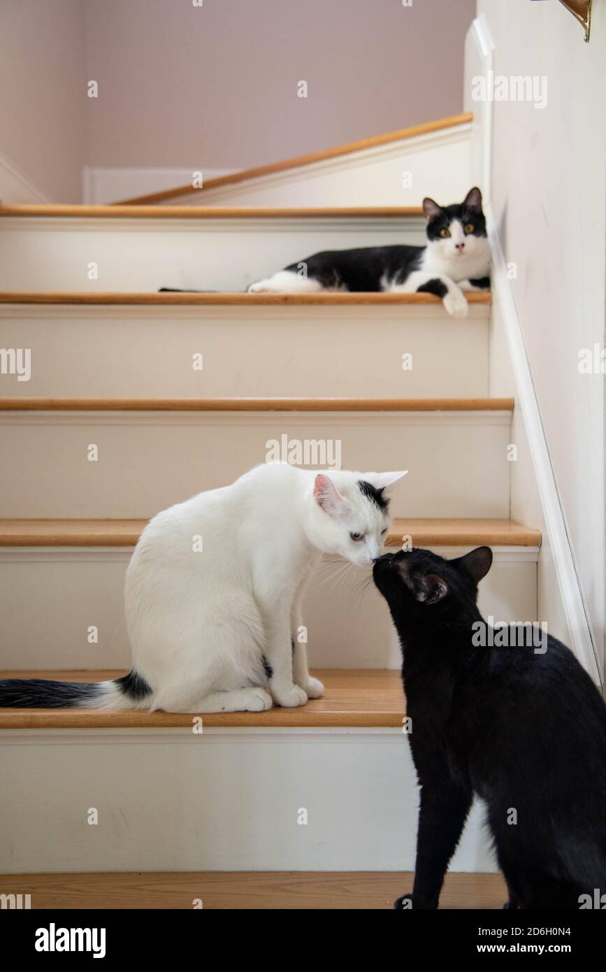 Cats playing on stairs Stock Photo - Alamy