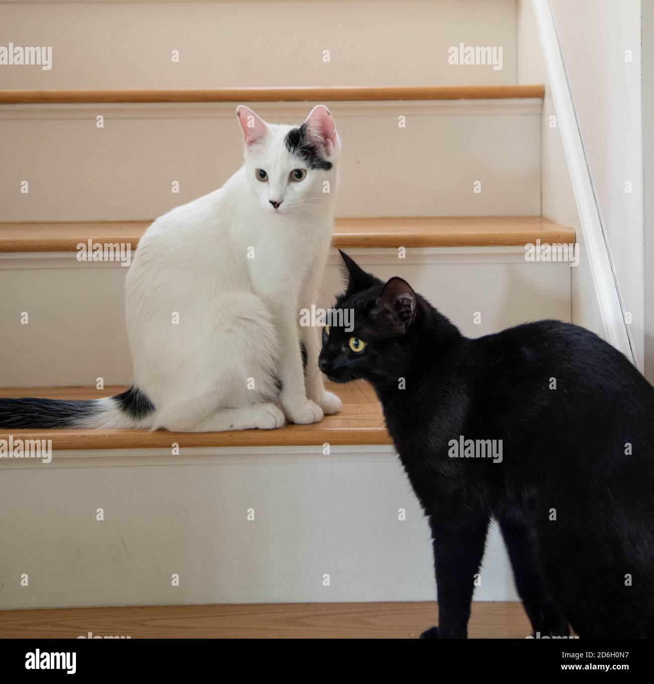 Cats playing on stairs Stock Photo - Alamy