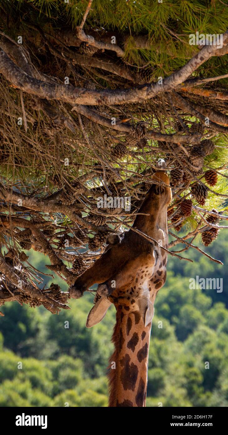 Giraffe Eating Plants High Resolution Stock Photography and Images - Alamy