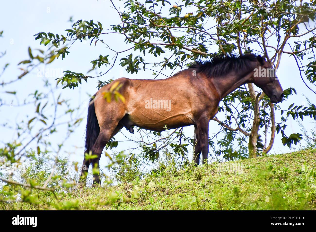 horse in a field, photo as a background ,taken in Arenal Volcano lake ...