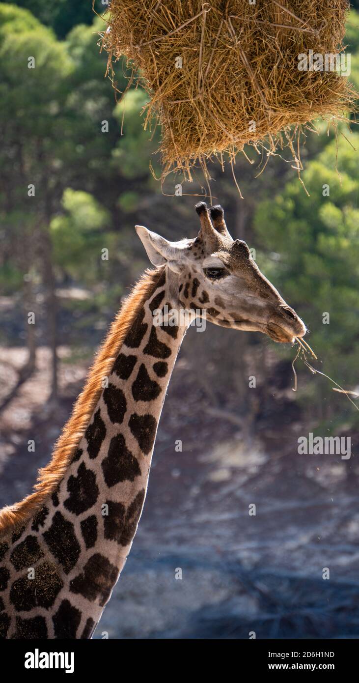 Giraffe eating hay hi-res stock photography and images - Alamy