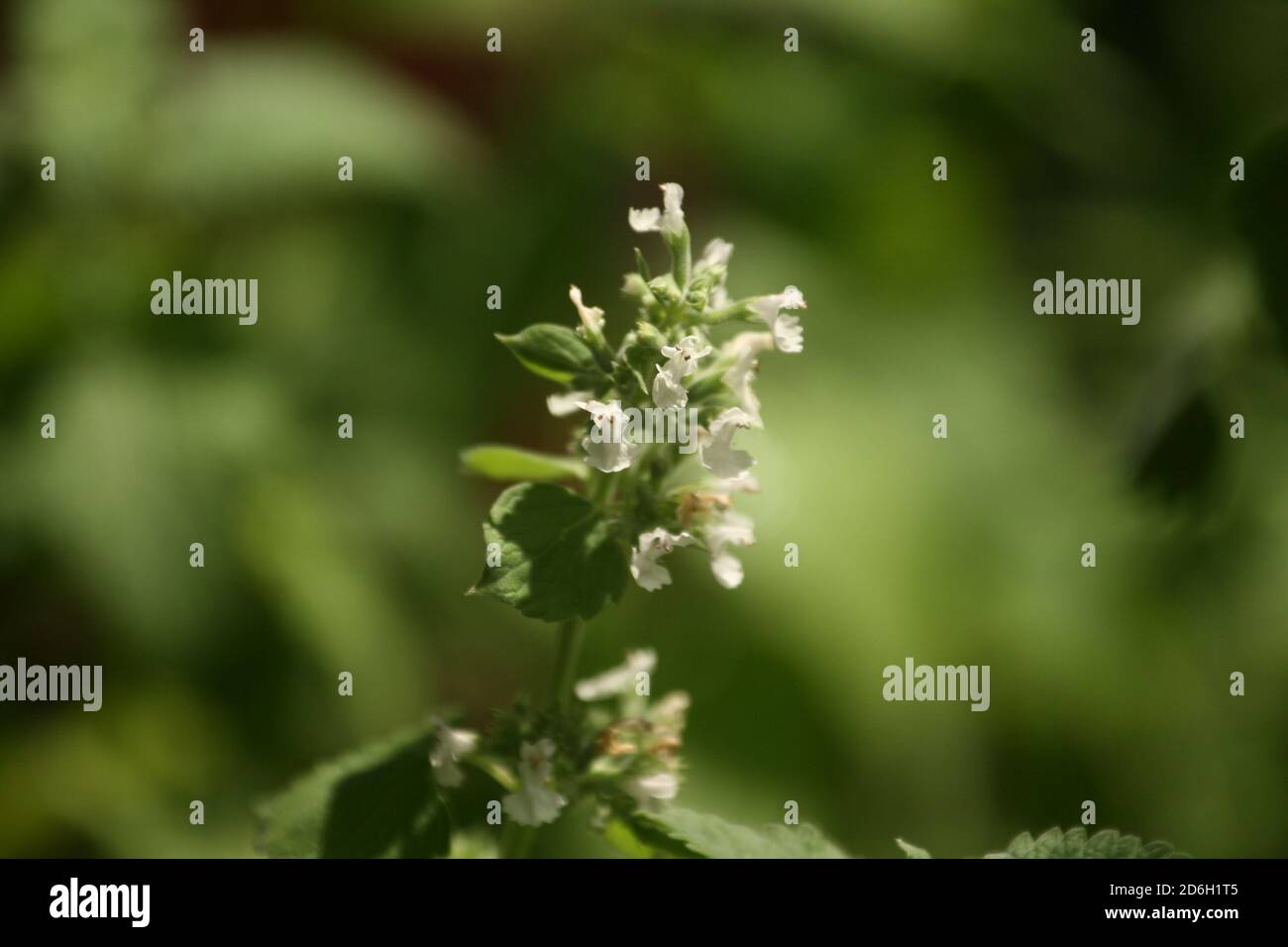 Cataria flower hi-res stock photography and images - Alamy
