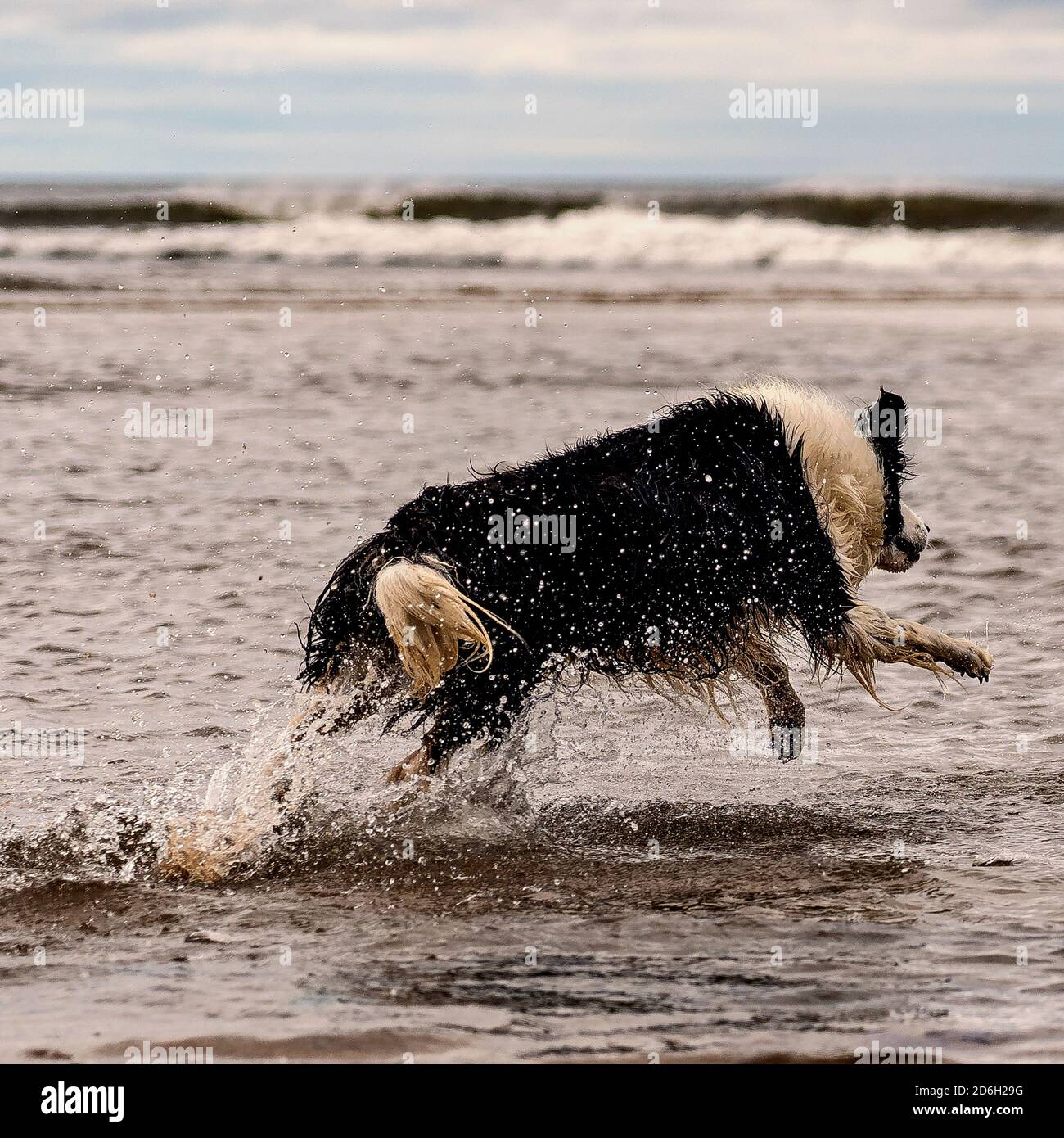 border collie dog running through water on beach at marske, north ...