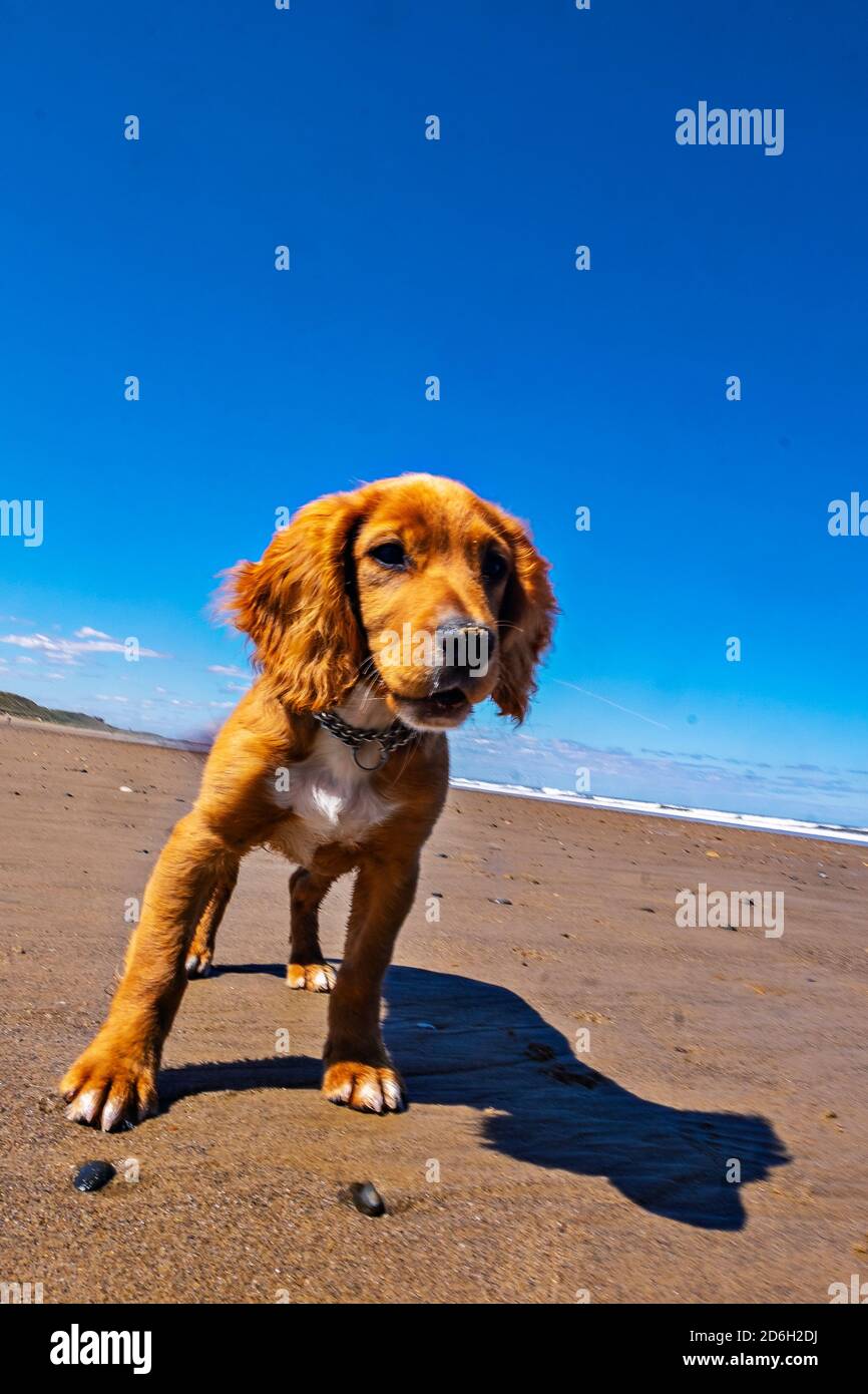 springer spaniel puppy on beach Stock Photo - Alamy