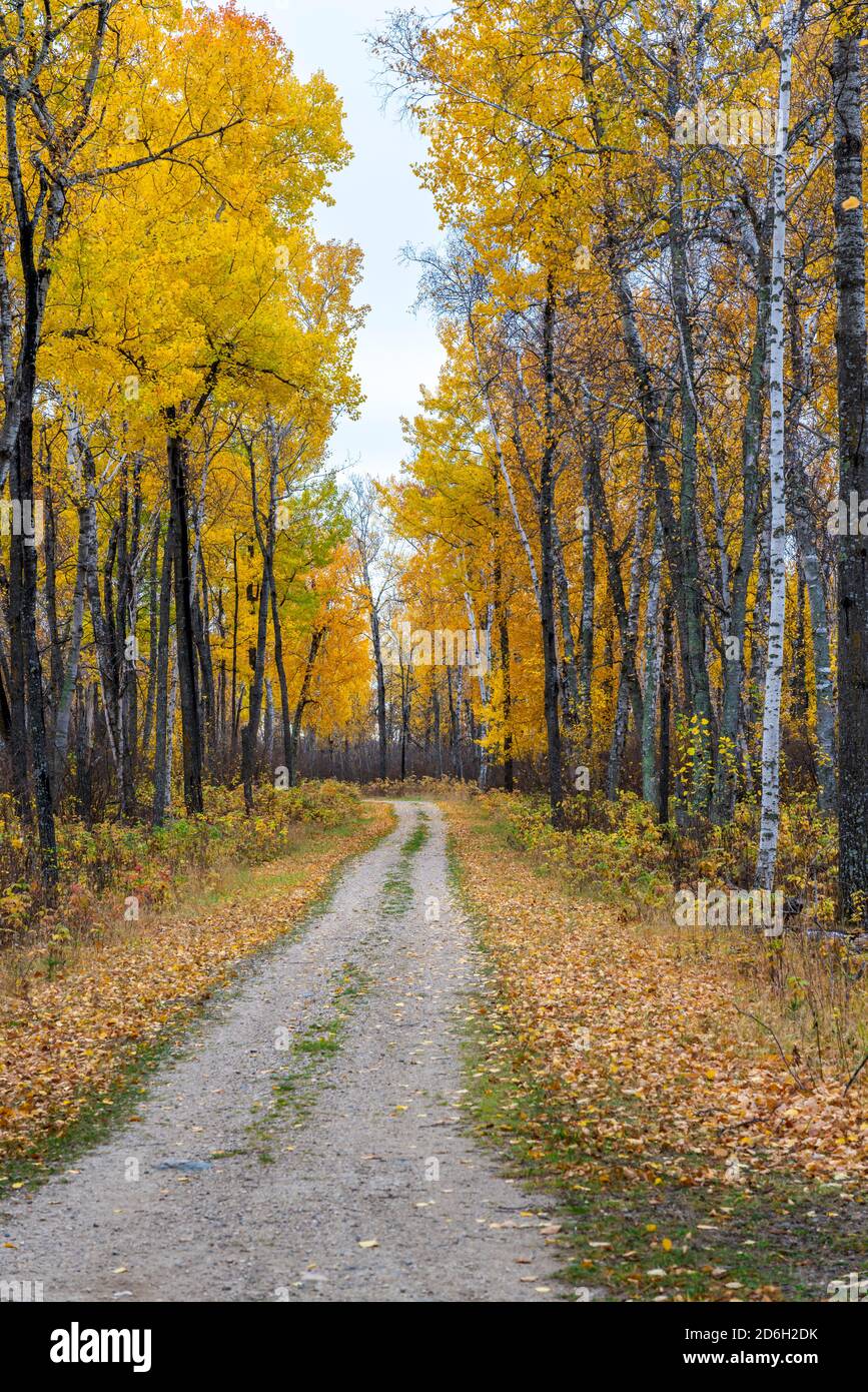 A narrow road with fall foliage color at Buffalo Point, Manitoba ...