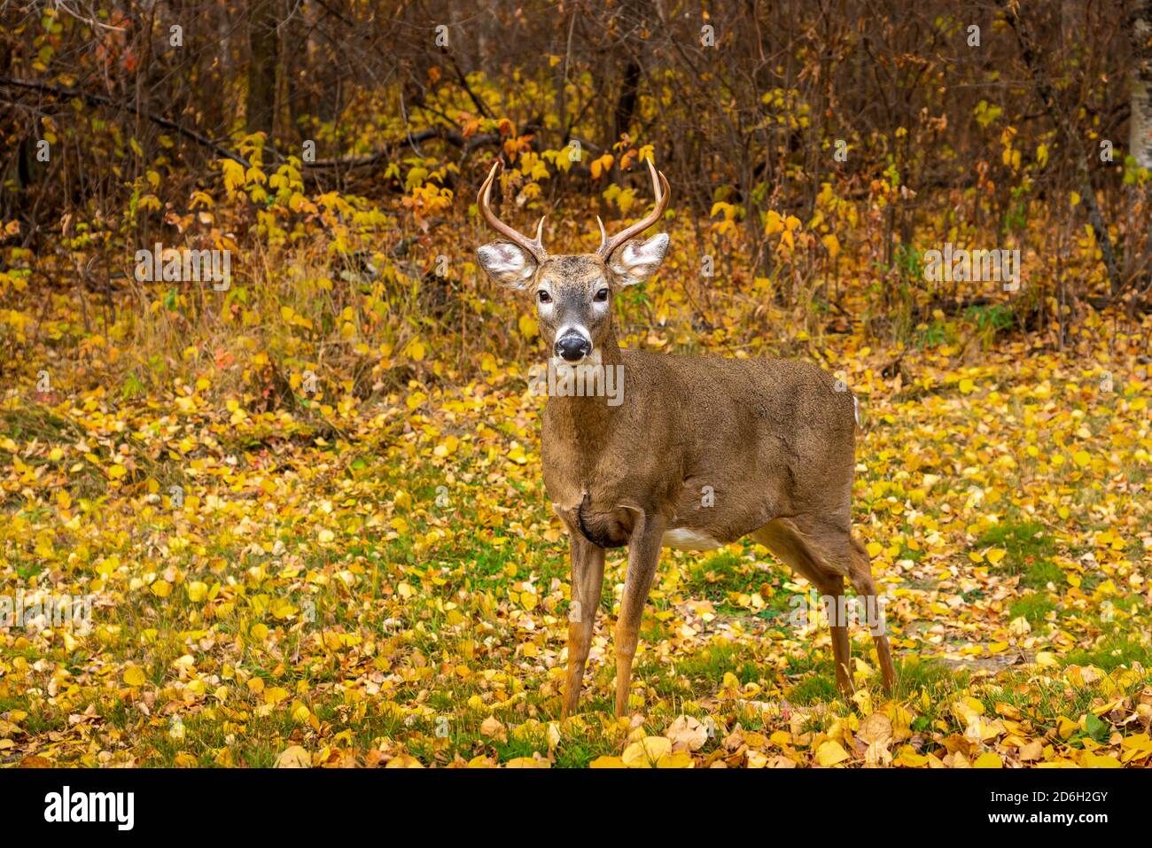 Buffalo point hi-res stock photography and images - Alamy