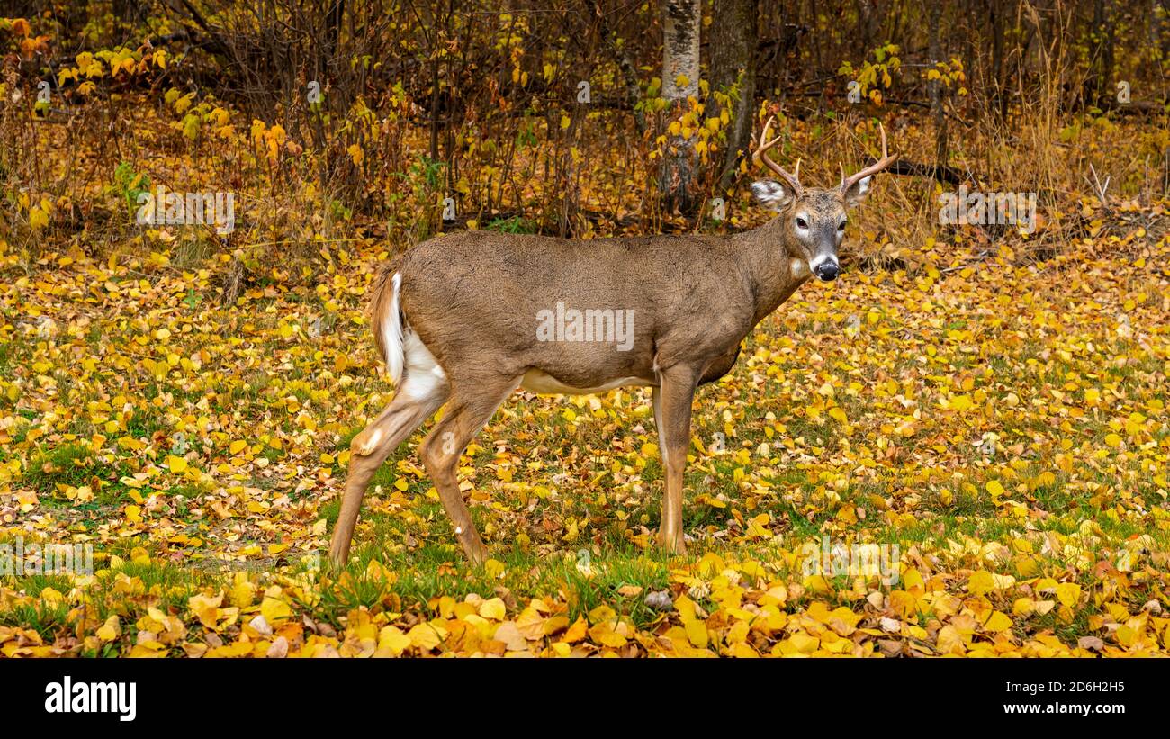 Buffalo point manitoba hi-res stock photography and images - Alamy