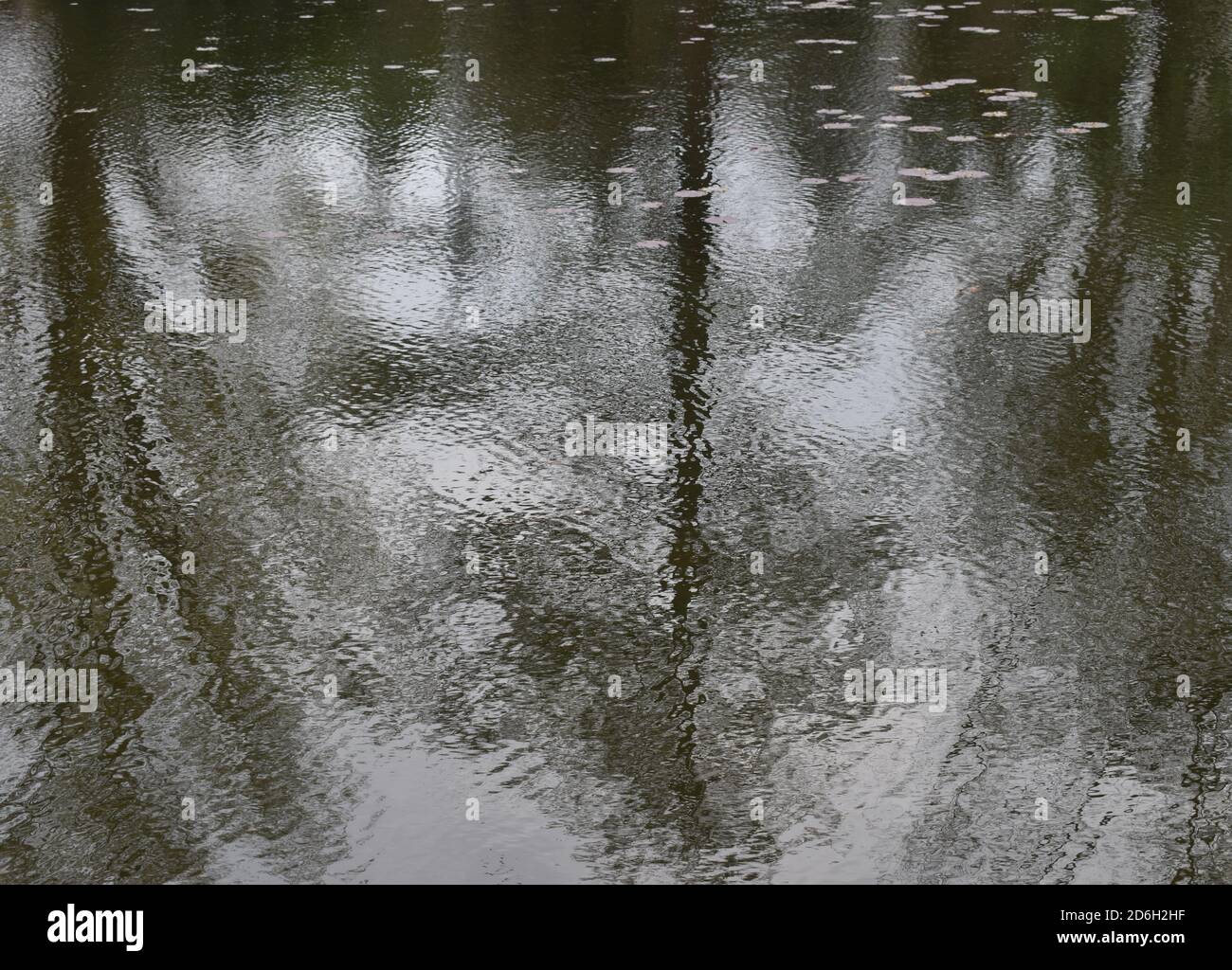 The trace of the lotus petals on the reflection of the water surface in ...