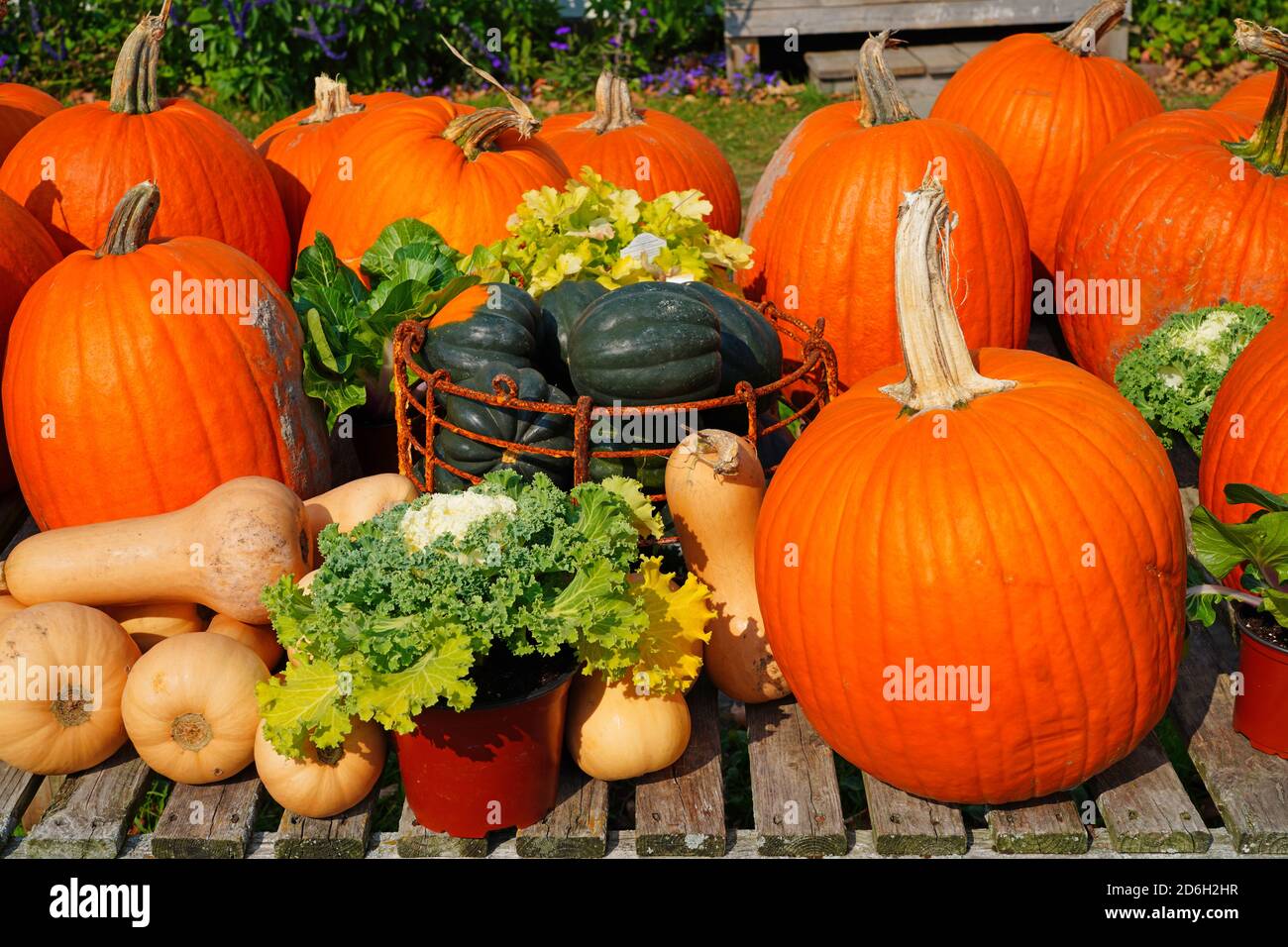 Decorative display of pumpkins, squashes and flowers in the fall Stock ...