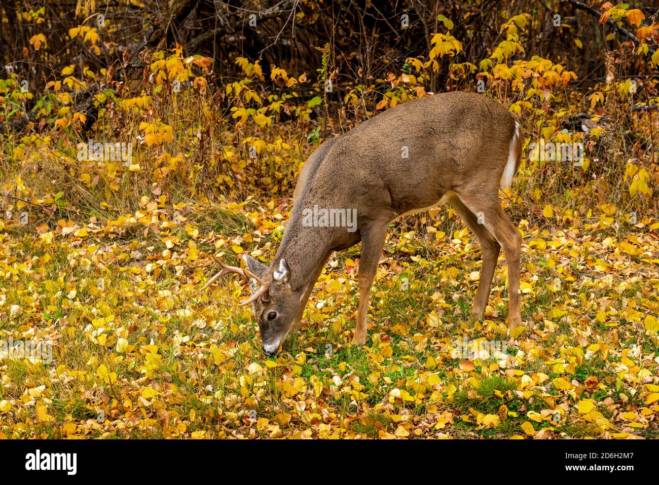 Buffalo point manitoba hi-res stock photography and images - Alamy