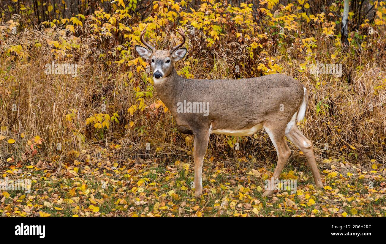 White tailed deer at Buffalo Point, Manitoba, Canada Stock Photo - Alamy