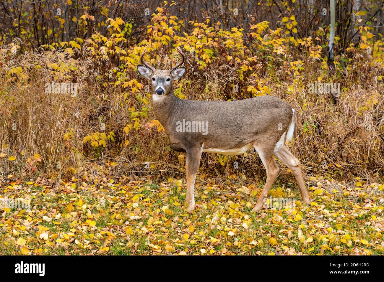 Buffalo point manitoba hi-res stock photography and images - Alamy