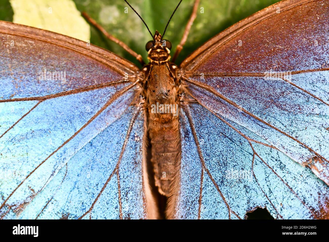 moth on leaf, photo as a background ,taken in Arenal Volcano lake park ...