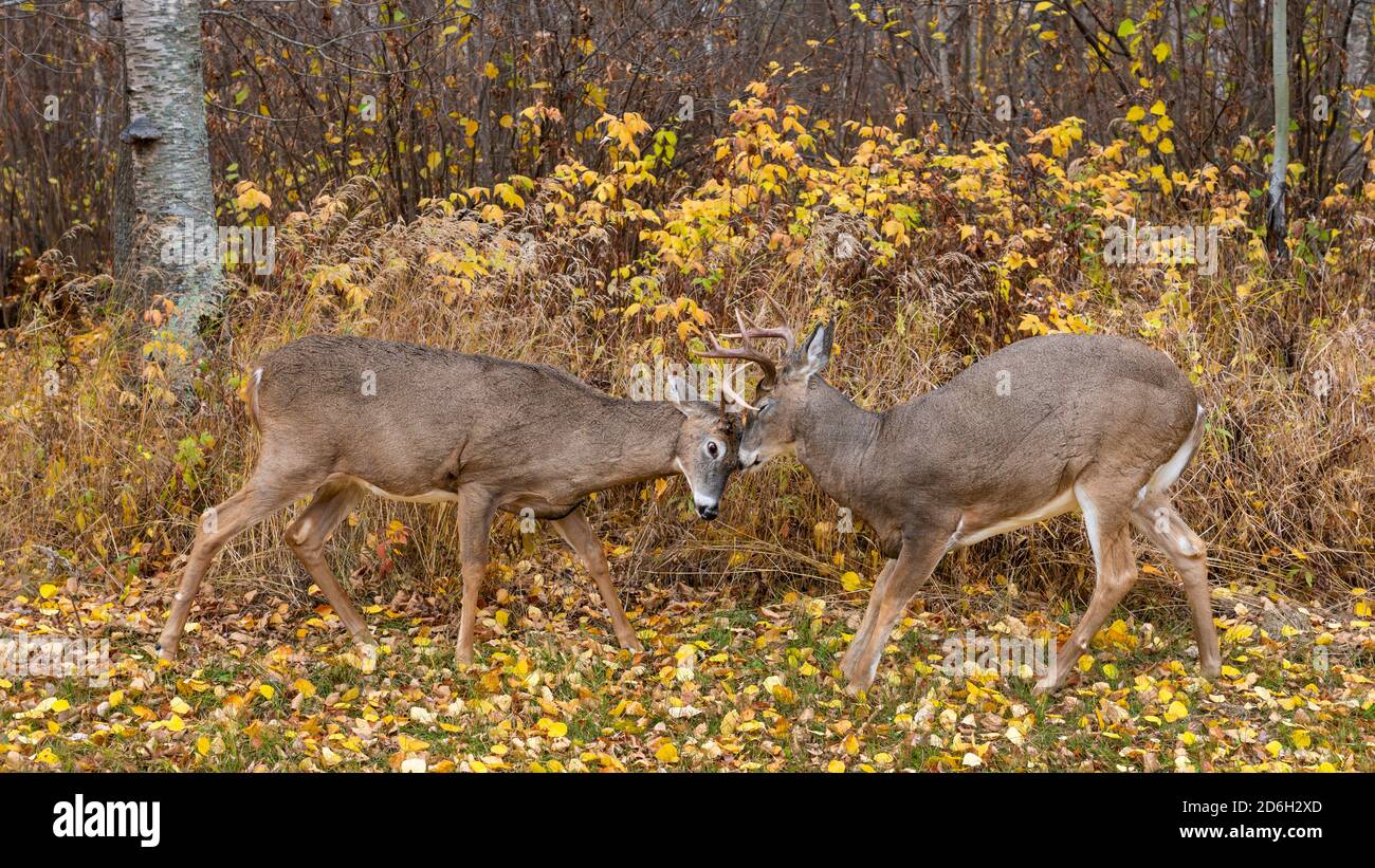 White tailed deer head butting with antlers at Buffalo Point, Manitoba ...