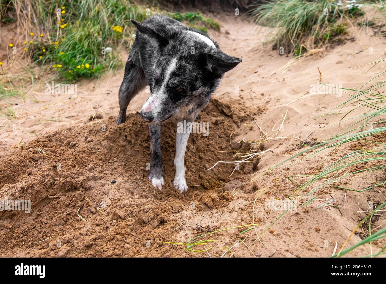 border collie dog digging in sand at marske, north yorkshire, uk Stock Photo - Alamy