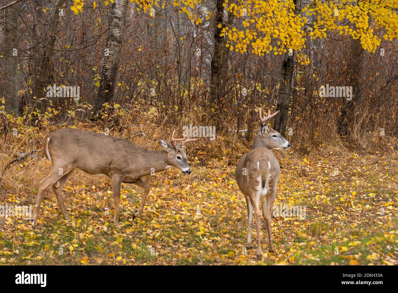 Buffalo point manitoba hi-res stock photography and images - Alamy