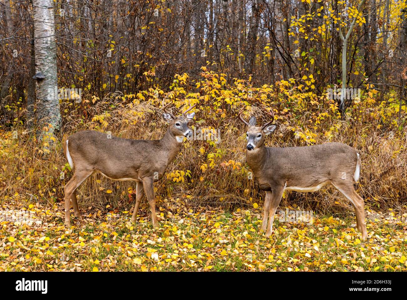 Buffalo point manitoba hi-res stock photography and images - Alamy