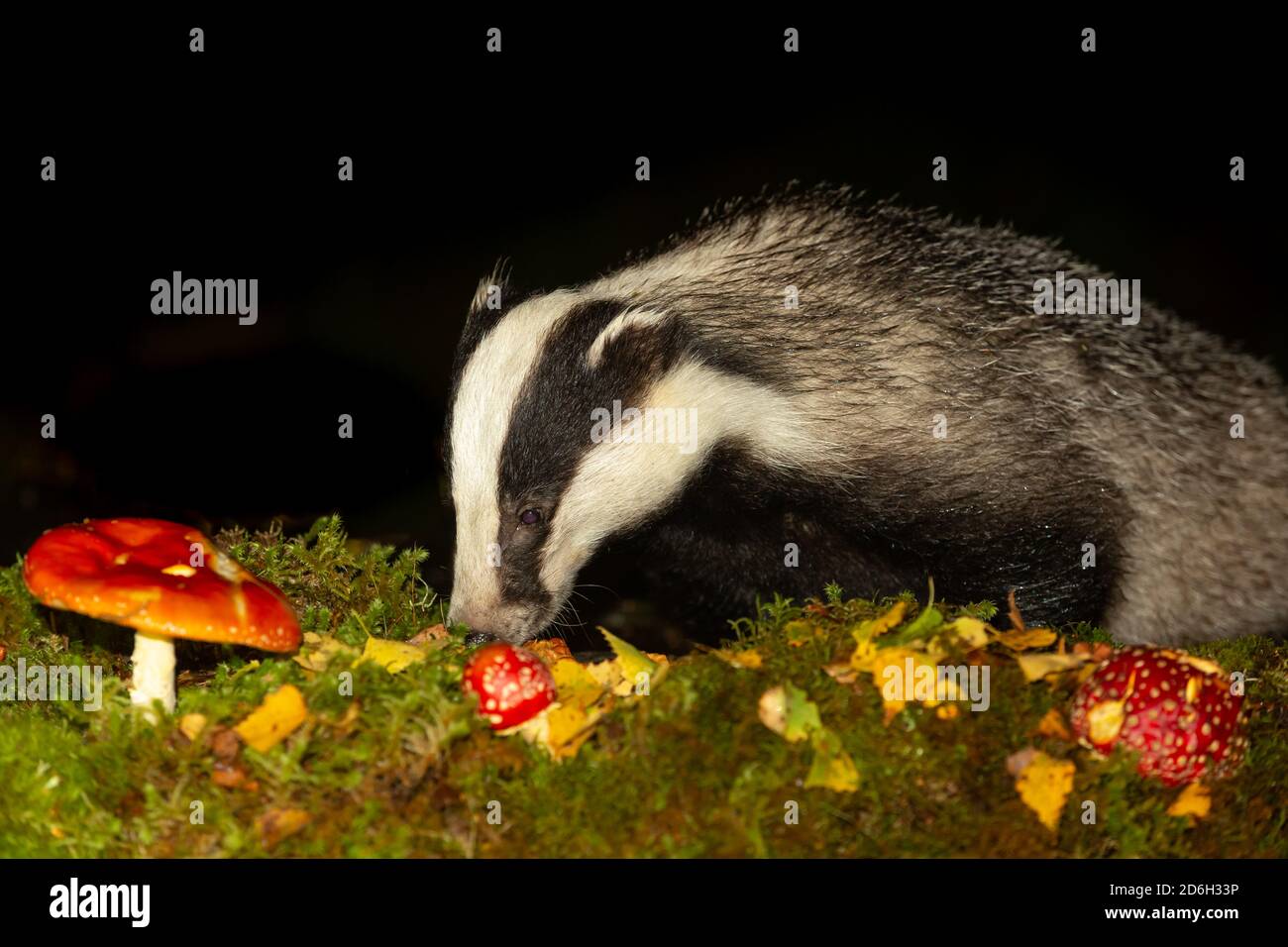 Uk badger cows hi-res stock photography and images - Alamy