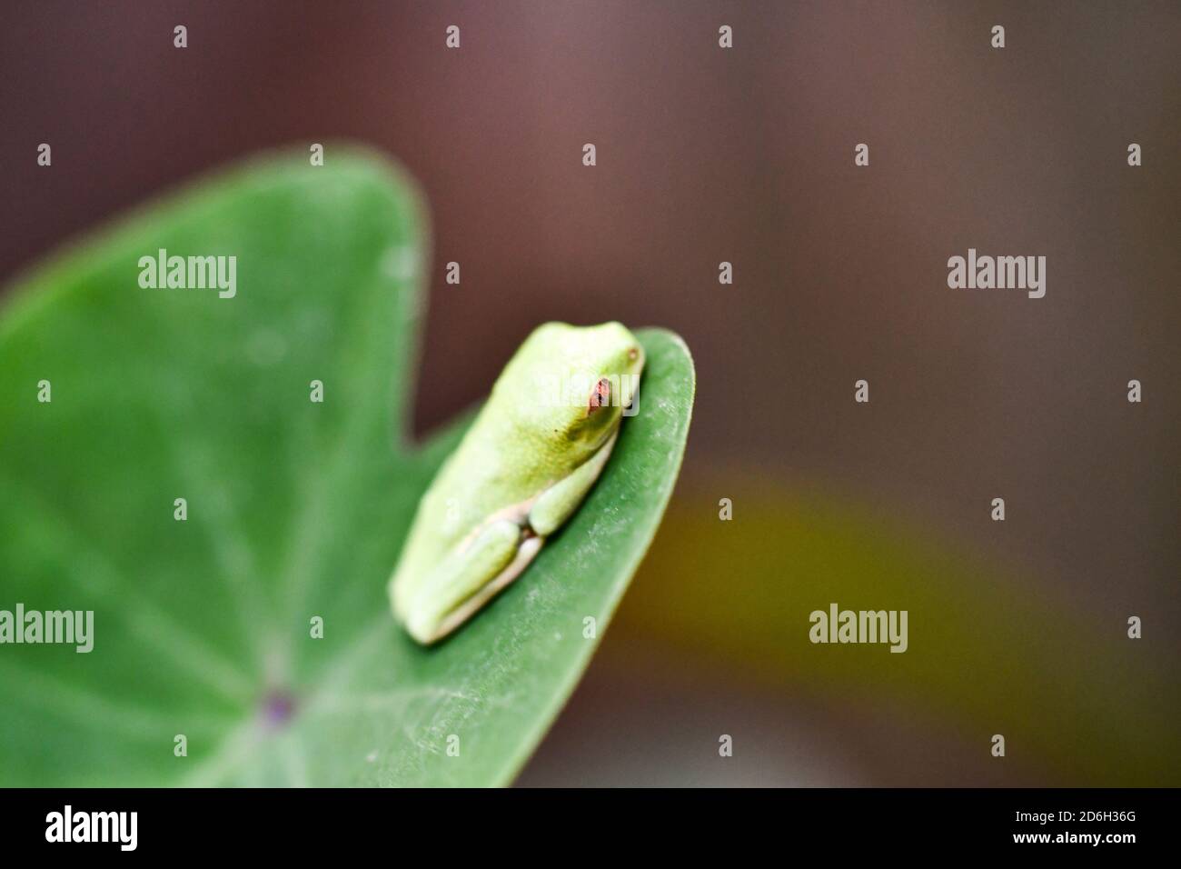 green frog on leaf, in Arenal Volcano area in costa rica central ...