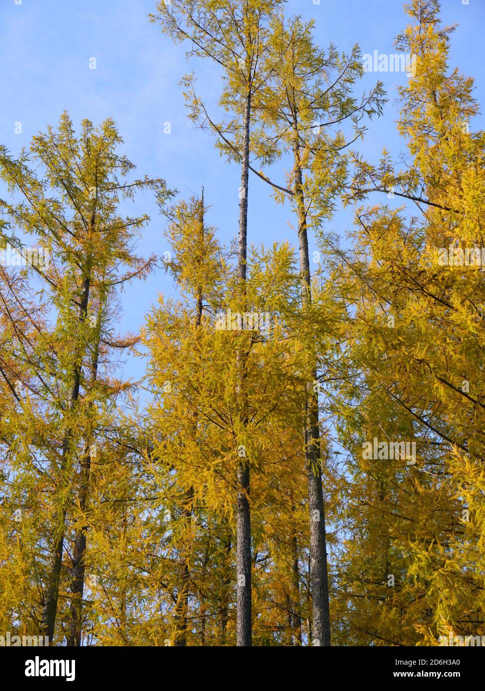 European larch larix decidua wood hi-res stock photography and images ...