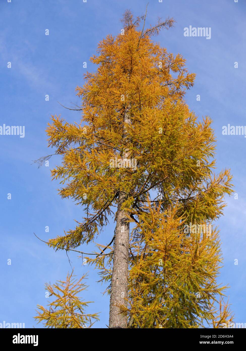 larch trees in autumn Stock Photo - Alamy