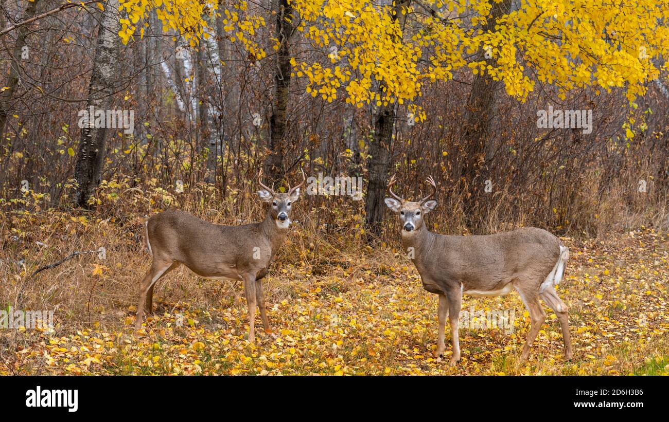 Buffalo point hi-res stock photography and images - Alamy