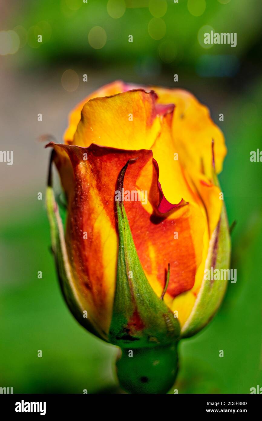 Yellow rose bud hi-res stock photography and images - Alamy