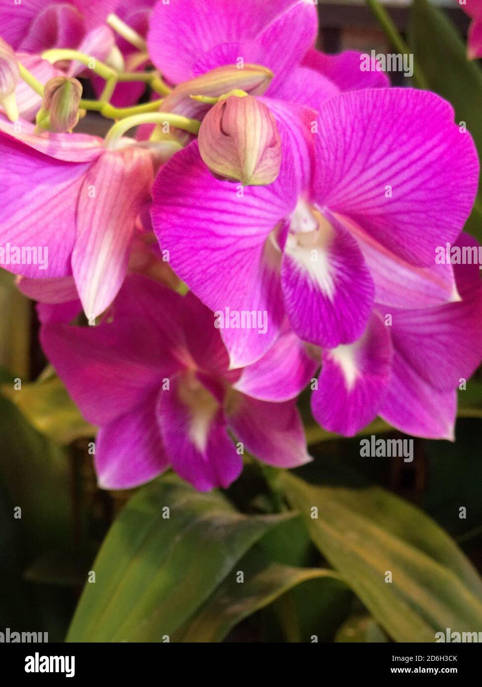 Cattleya flowers hi-res stock photography and images - Alamy