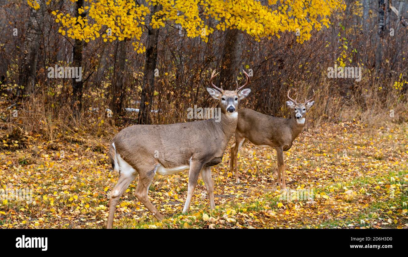 Buffalo point manitoba hi-res stock photography and images - Alamy