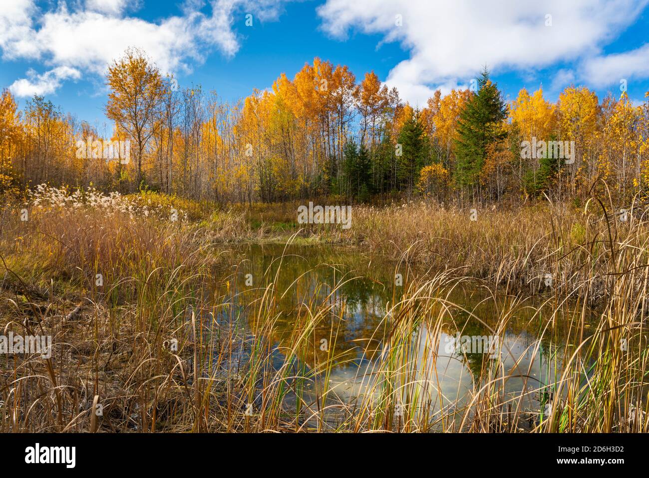 A small pond with fall foliage color at Buffalo Point, Manitoba, Canada ...