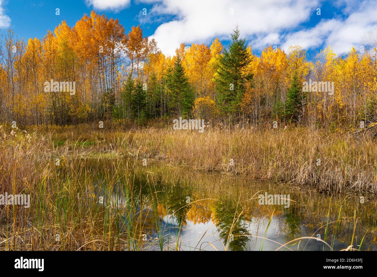 A small pond with fall foliage color at Buffalo Point, Manitoba, Canada ...