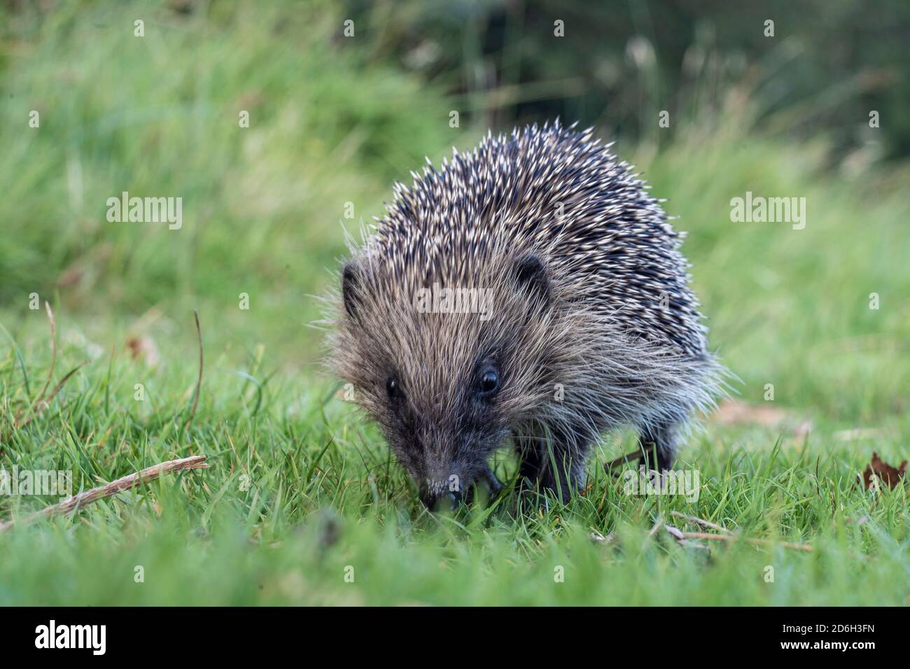 Cute hedgehog foraging hi-res stock photography and images - Alamy