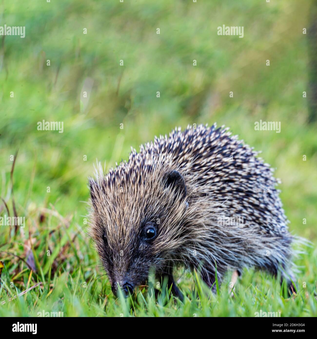 Hedgehog bristles hi-res stock photography and images - Alamy